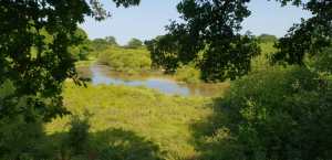 Review: Knepp Estate – a rewilding adventure – A greener life, a ...