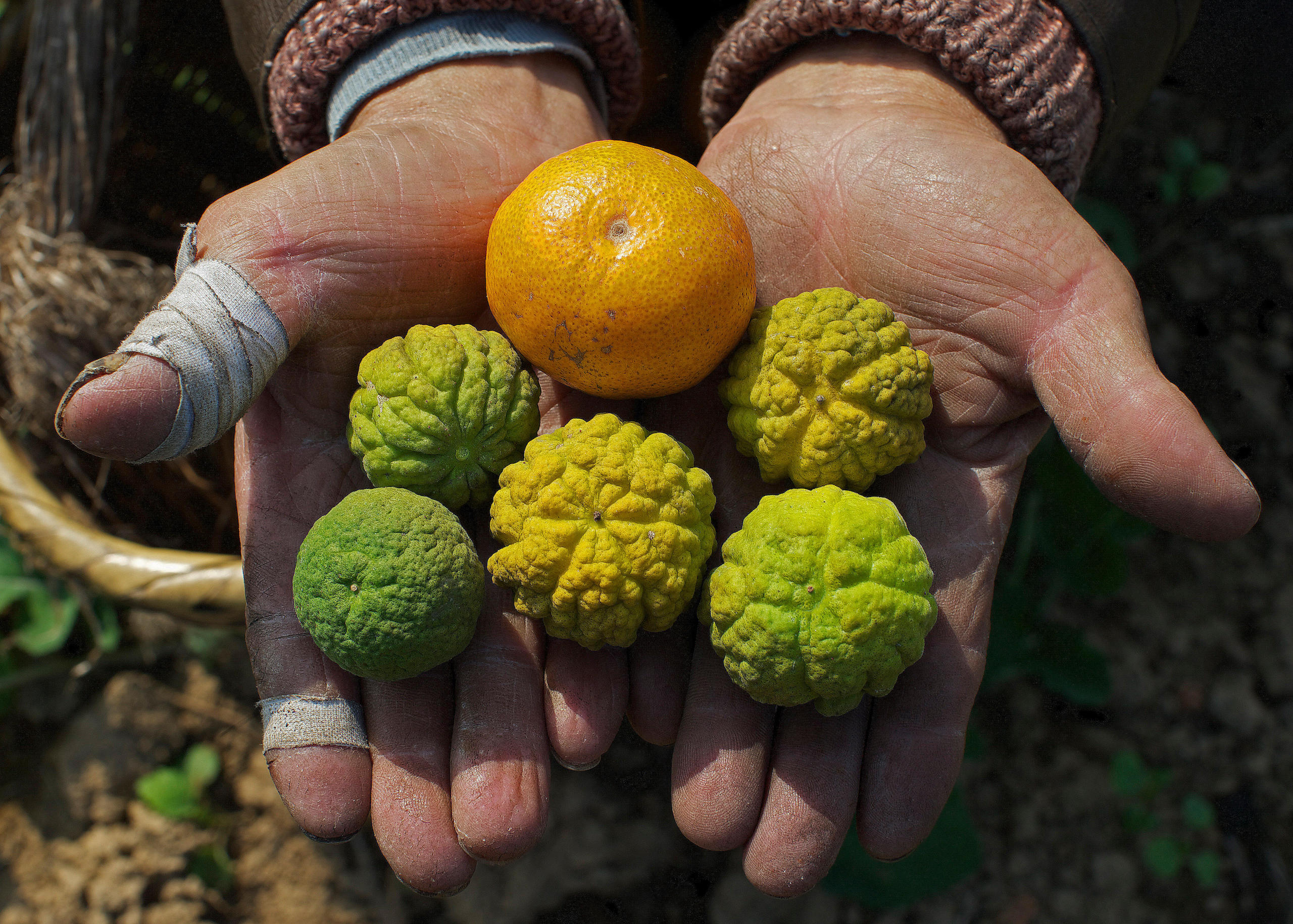Explainer: China launches first national soil survey in 40 years – A ...