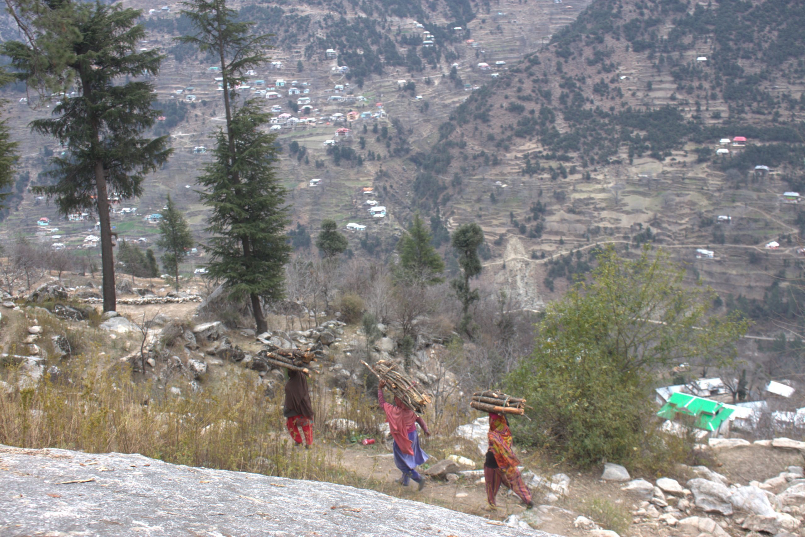 Analysis: Energy needs drive deforestation in Pakistan-administered ...